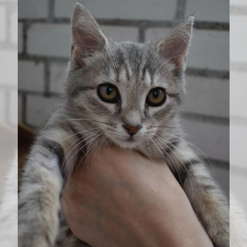 Котенок Ифа