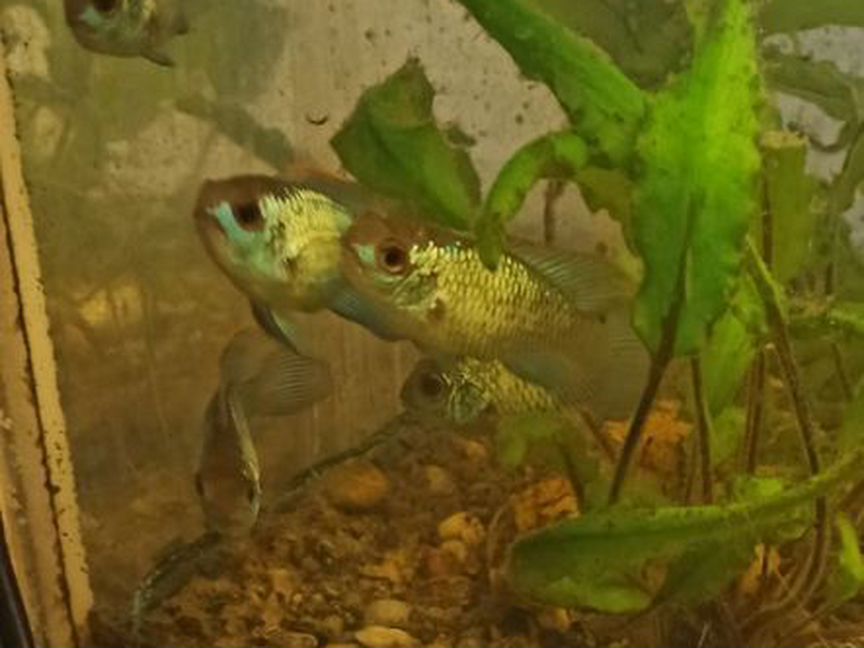 Подростки неоновые нанакары