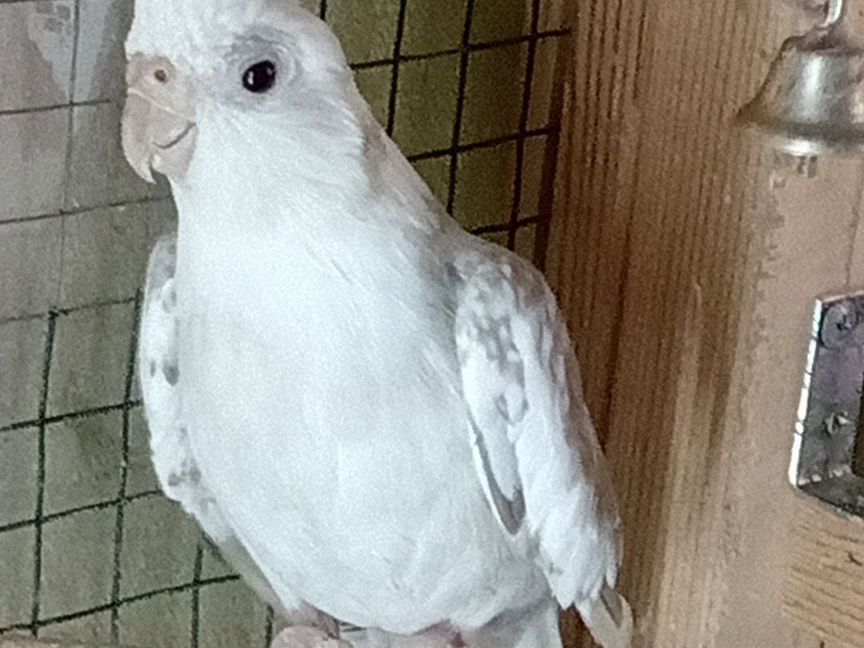 Попугай корела белолицая