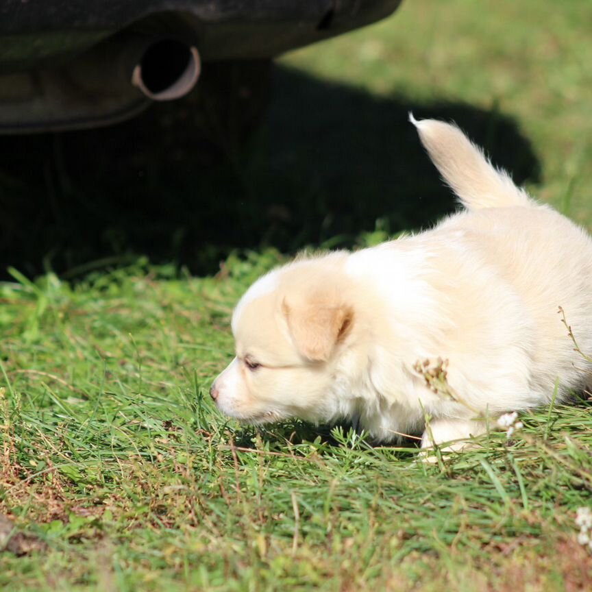 Отдам щенков в добрые руки бесплатно