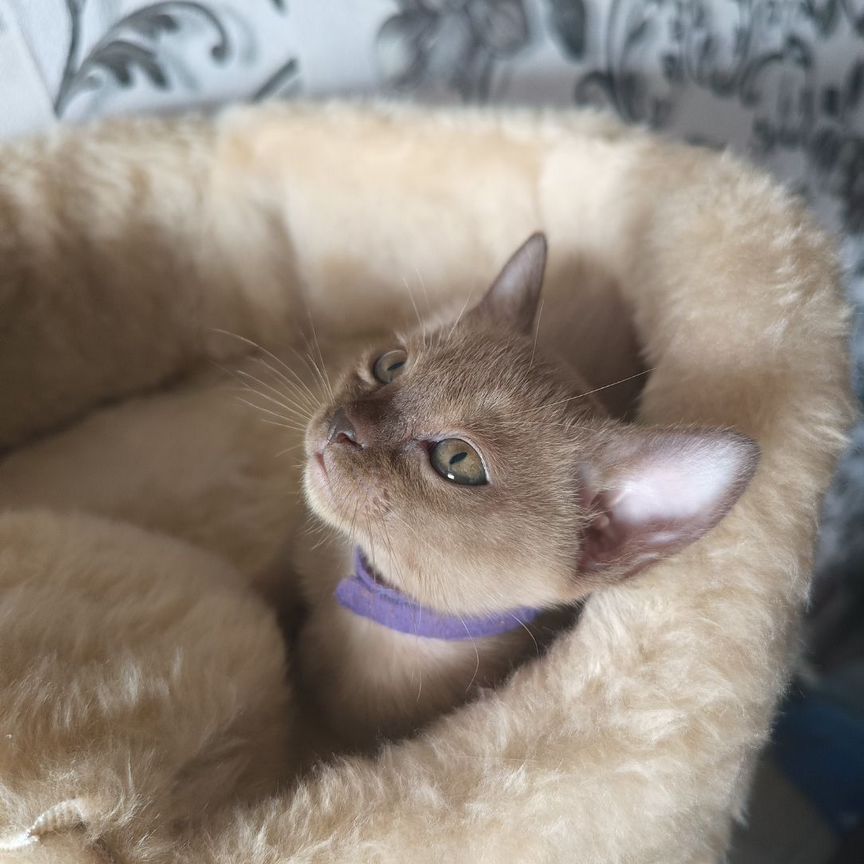 Бурманский котёнок мальчик