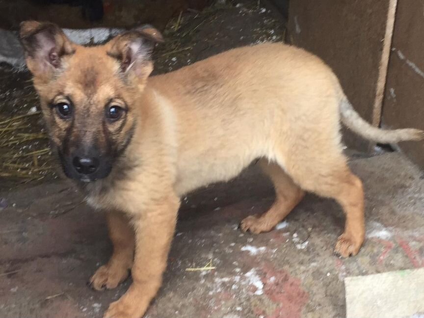 Щенок в добрые руки