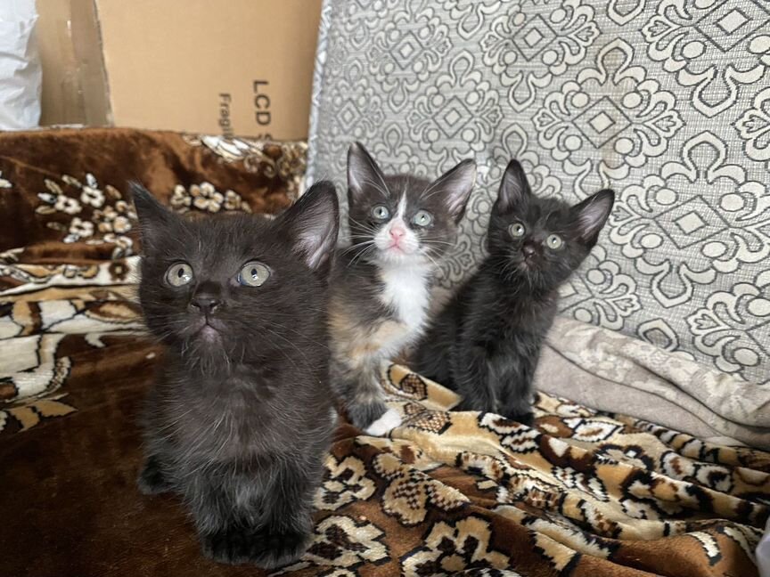 Котята