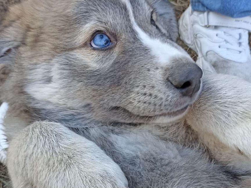 Щенки