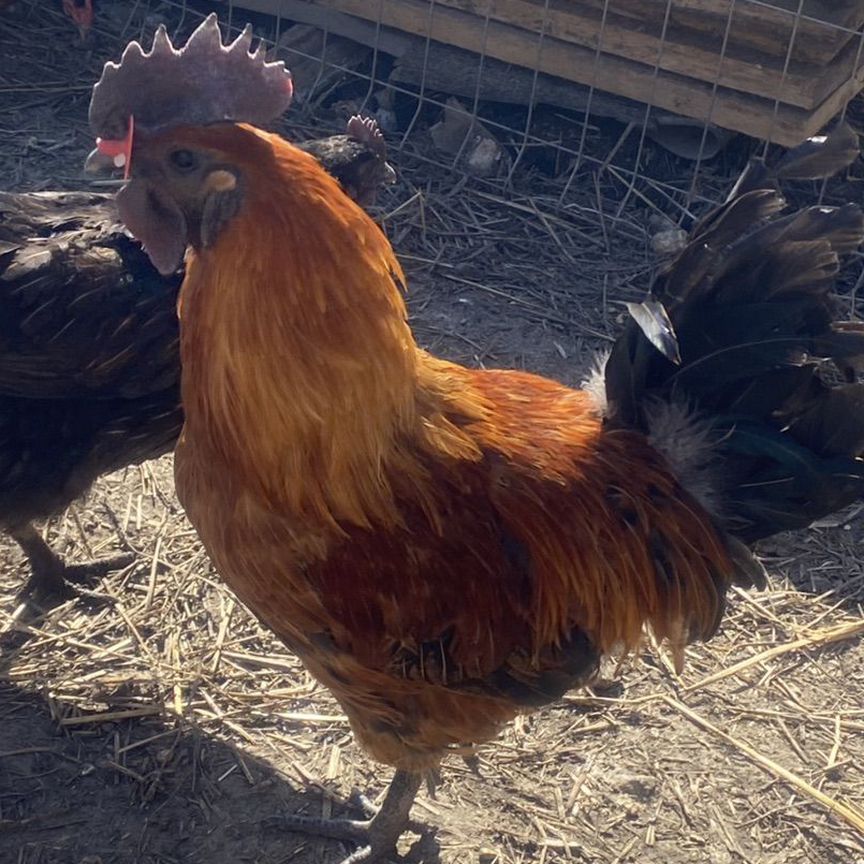 Петухи лакеданзи