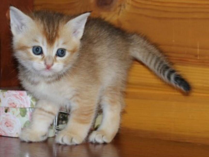 Золотой мальчуган