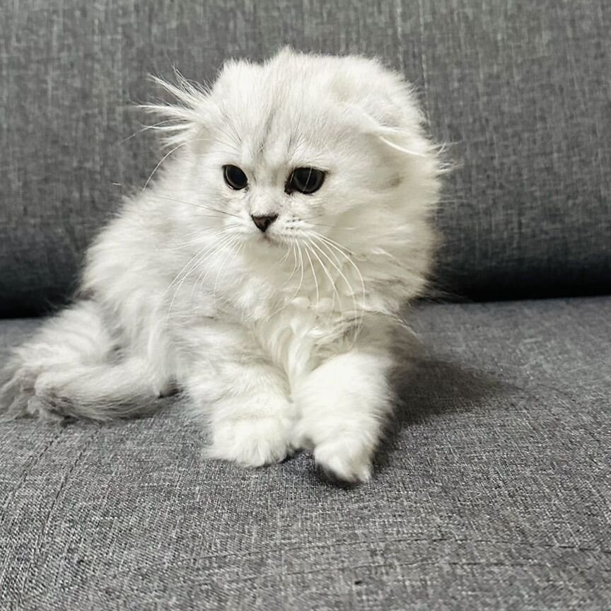 Шотландская малышка фолд