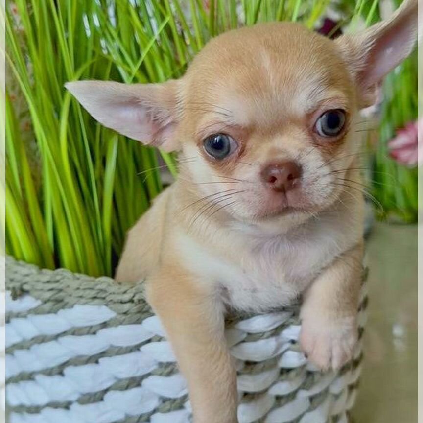 Чихуахуа, щенок