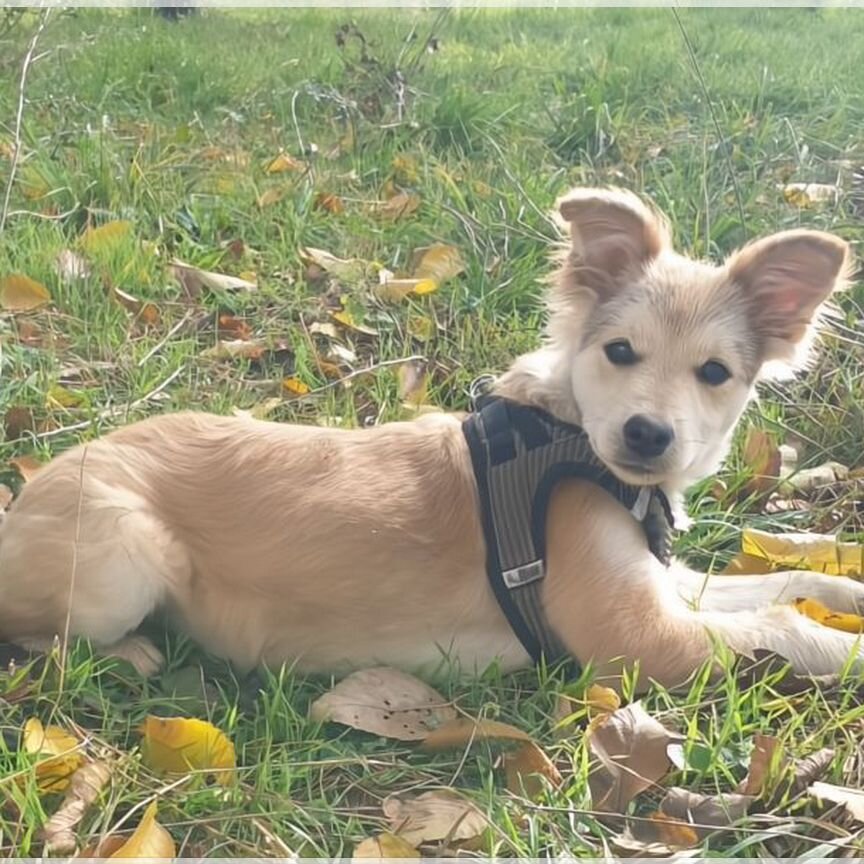 Щенок в добрые руки