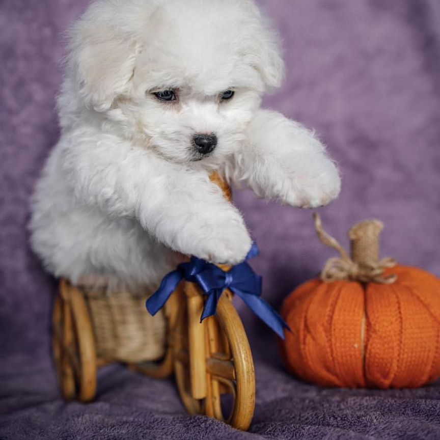 Бишон фризе. Мультипу