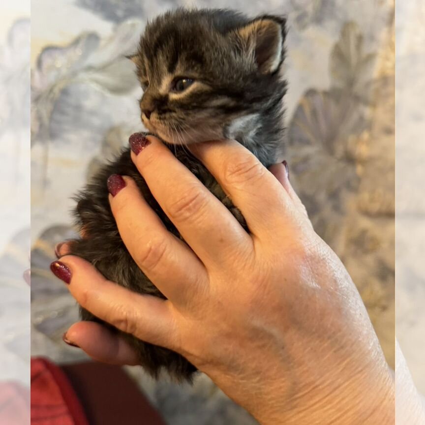 Котята мейн-кун