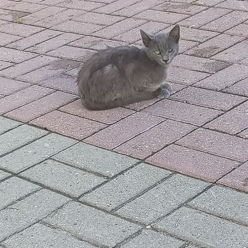Котенок в дар бесплатно