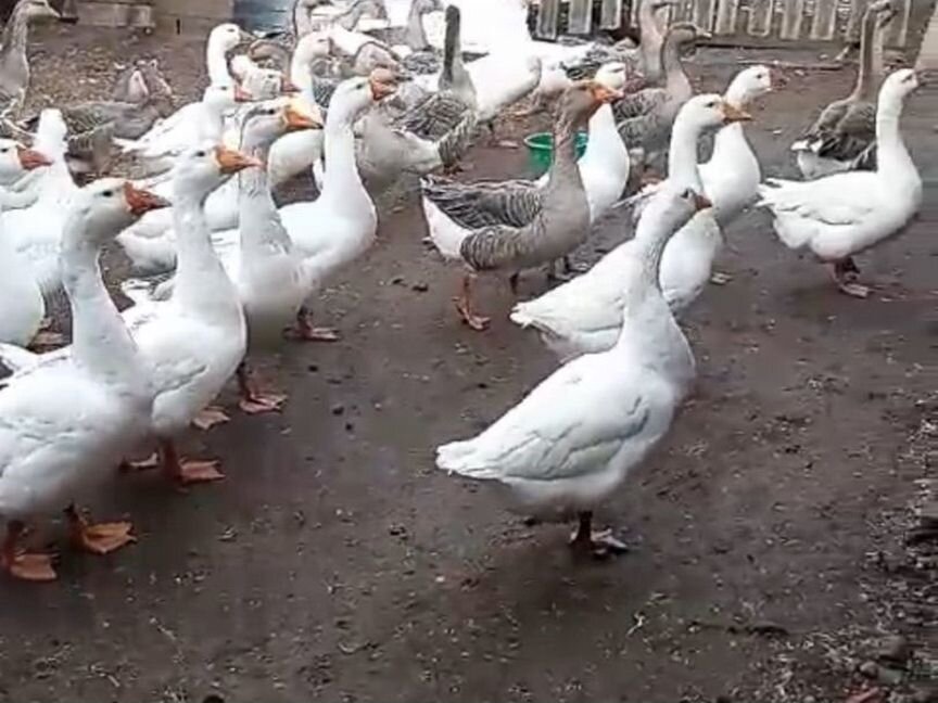 Домашнее мясо утка,гусь,муларды