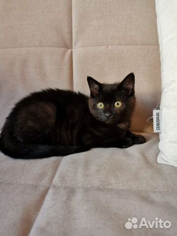 Европейская короткошерстная