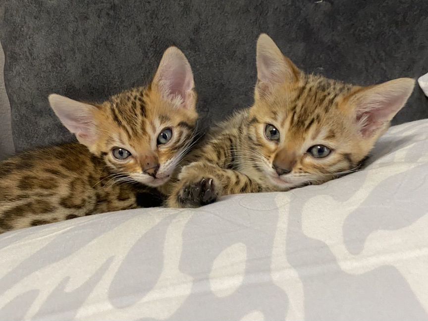 Бенгальские котята