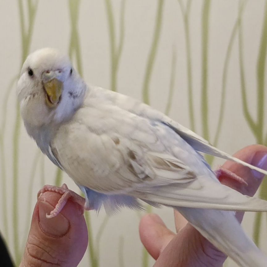 Волнистый попугай