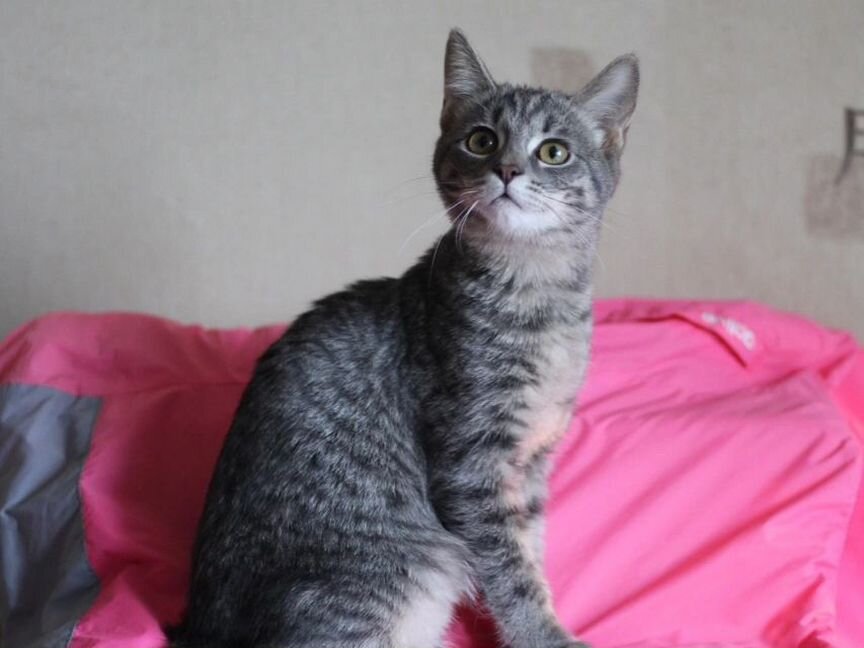 Дымочка, удивительная котодевчушка