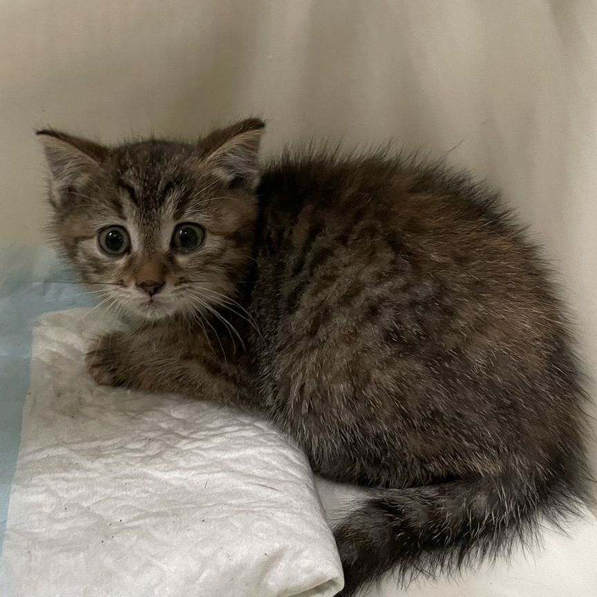 Котёнок в добрые руки