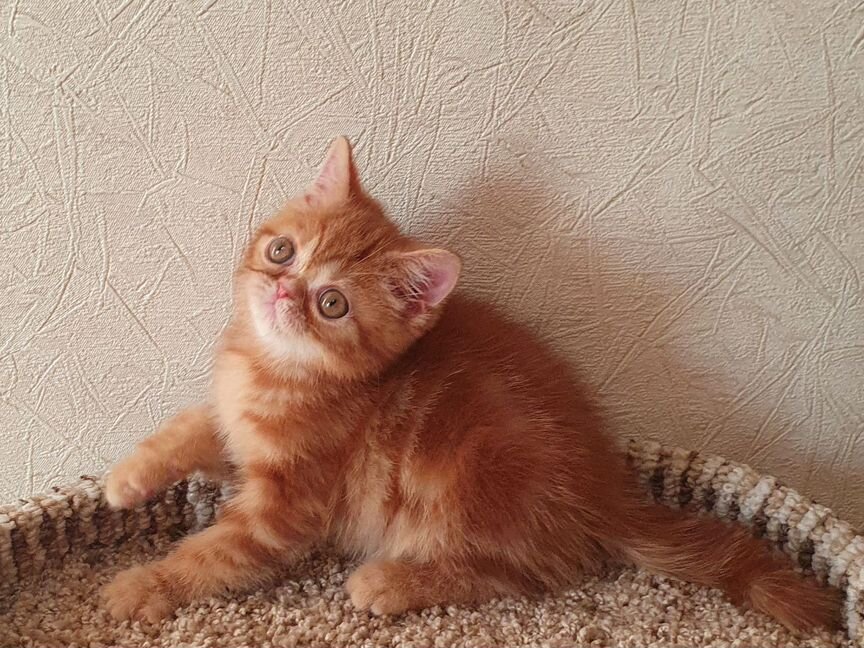 Малышка Тыковка