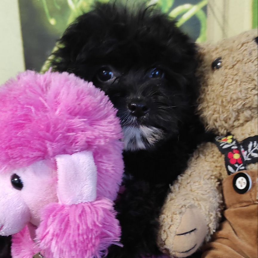 Мини мальтипу чернышка