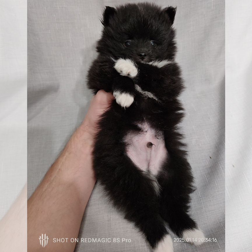 Померанский шпиц