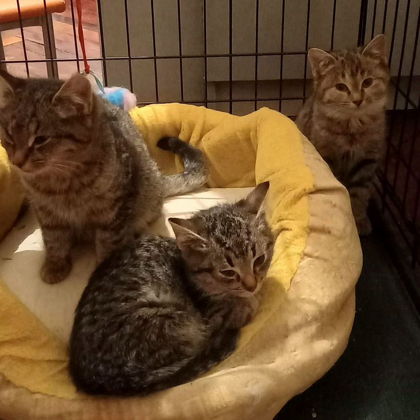 Котята в добрые руки бесплатно