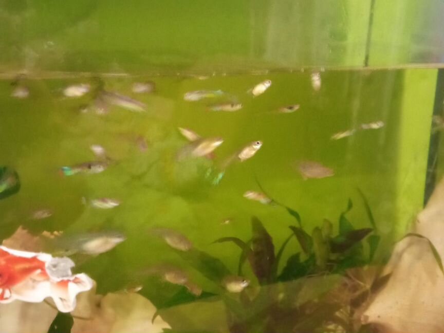 Аквариумные рыбки гуппи