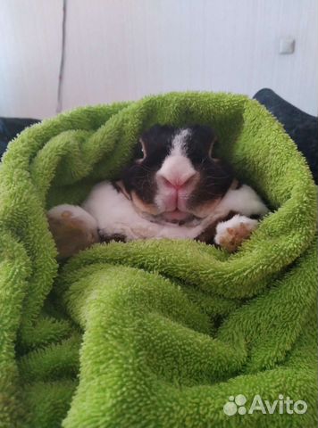 Декоративные кролики рекс