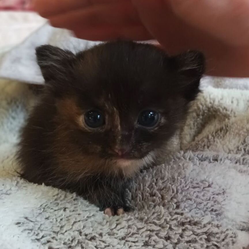 Маленькая кошечка