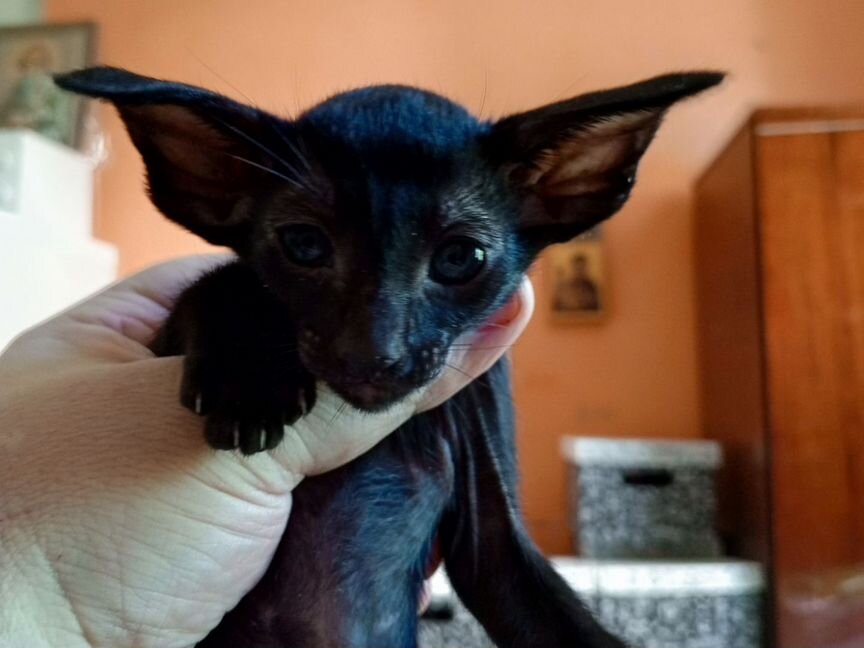 Ориенталы с питомника