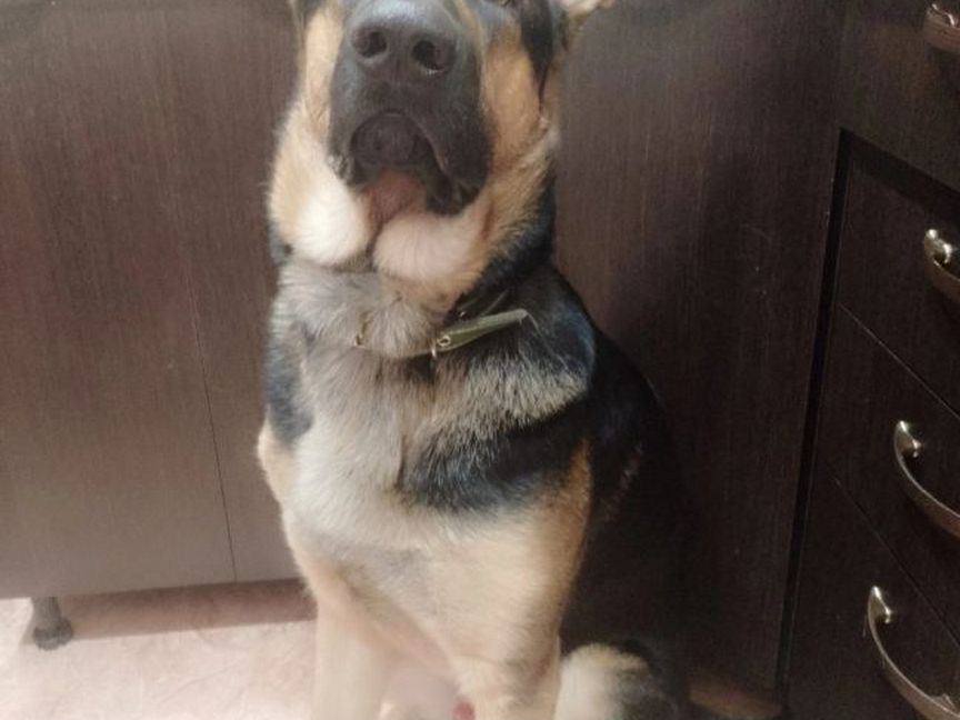 Немецкая овчарка