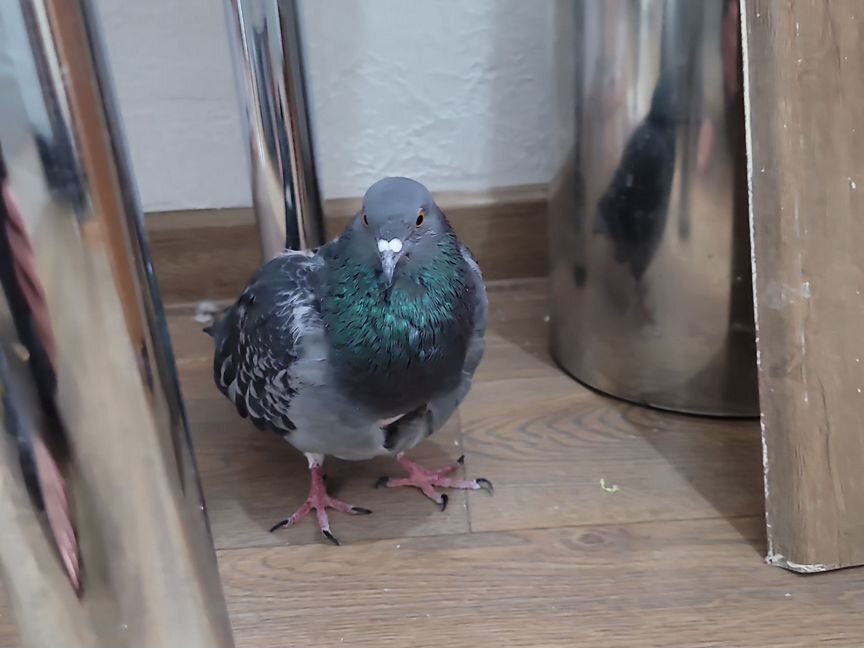 Сизый голубь