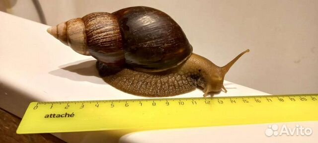 Улитка Ахатина крупная, взрослая