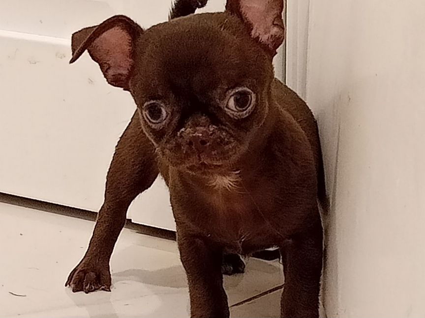 Щенки чихуахуа