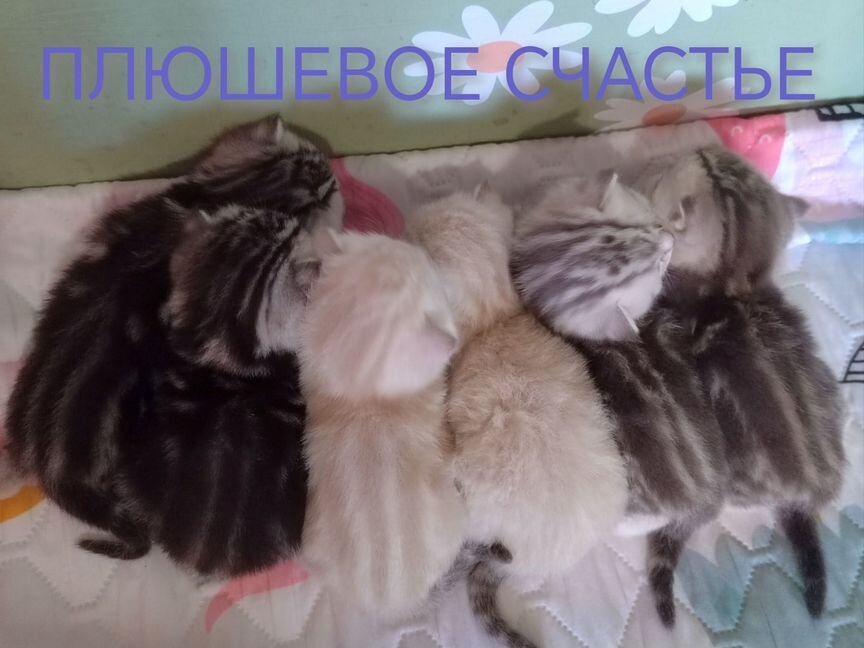 Шотландские вислоухие чистокровные плюшевые котята