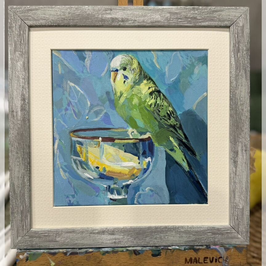 Волнистый попугай