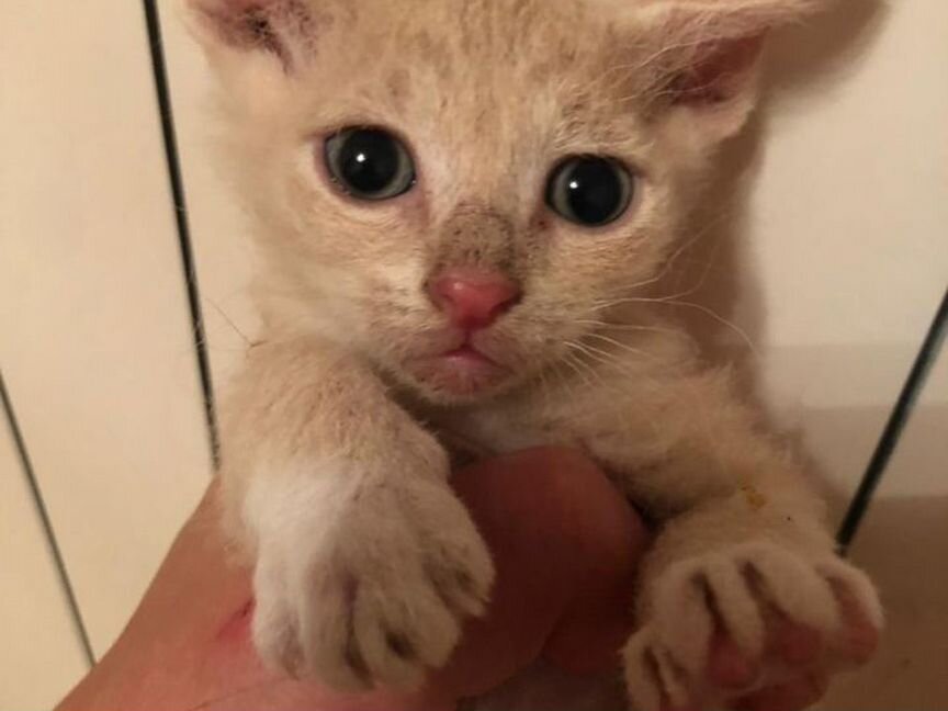 Котенок полусфинкс ищет дом