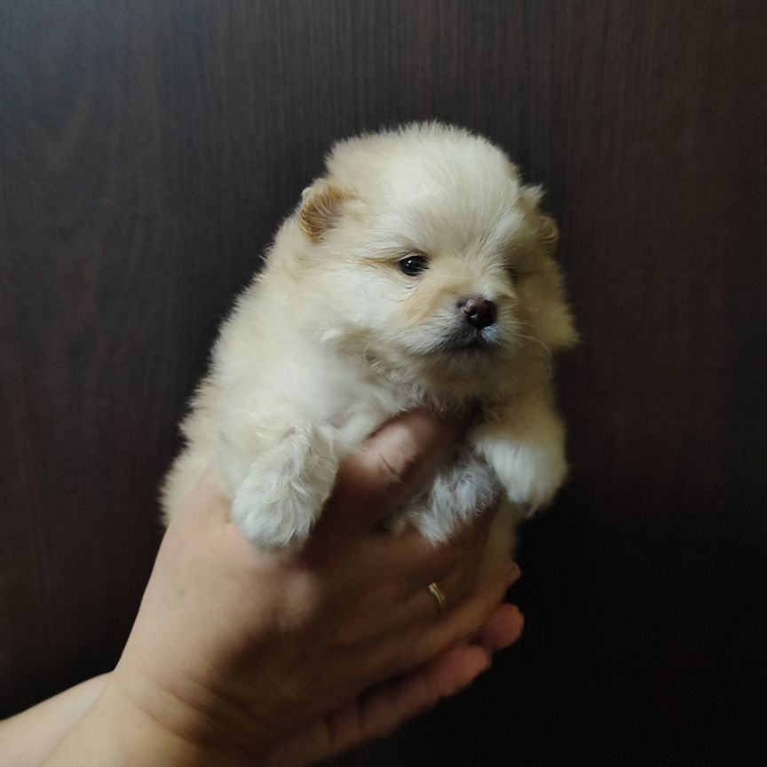 Померанский шпиц