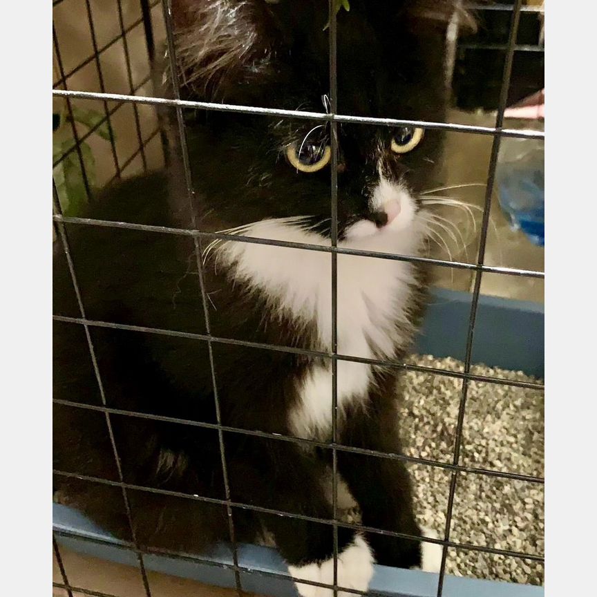 Кошечка, 3,5 месяца