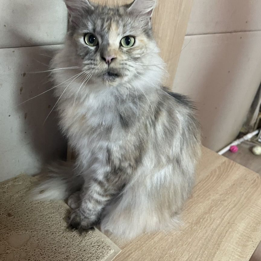 Котята мейн-кун