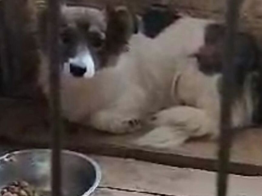 Маленькая Кнопка попала в отлов