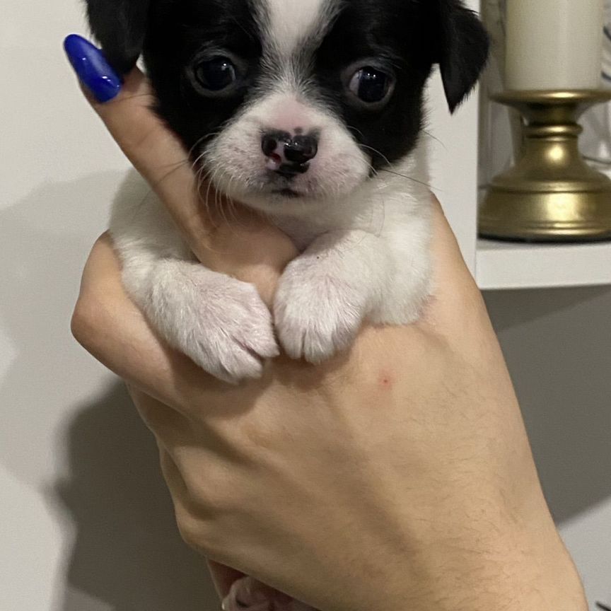 Щенки чихуахуа