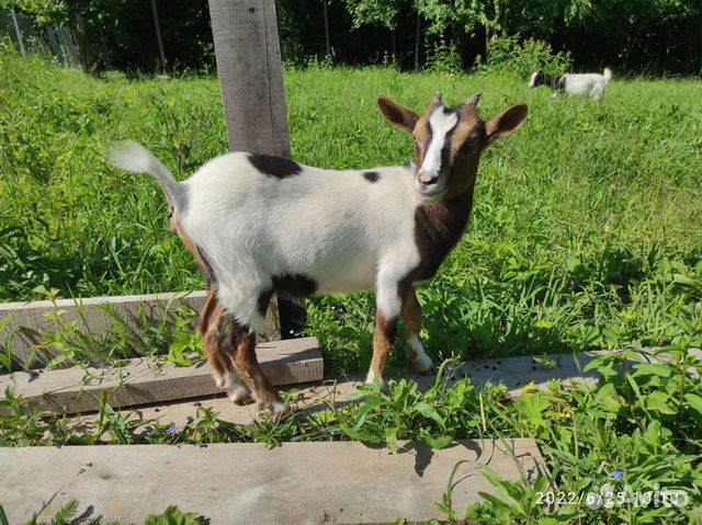 Козочка 4 месяца и козлик 7 мес
