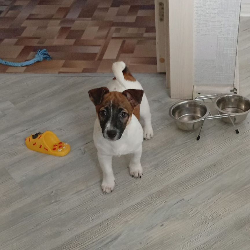 Джек-рассел-терьер, щенок