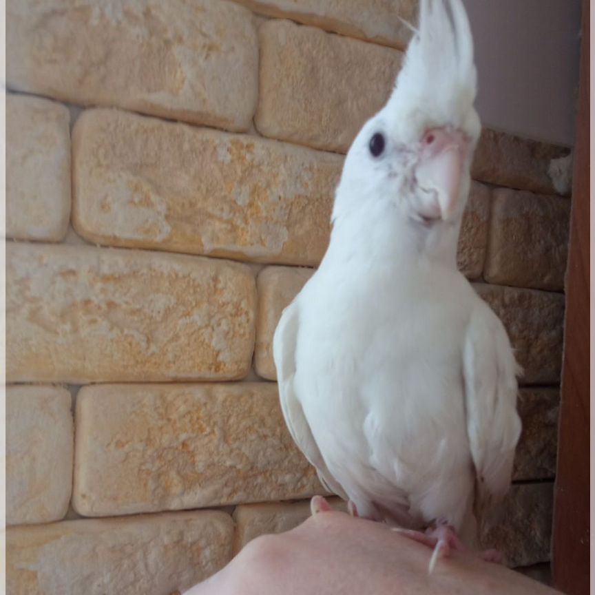 Ручные птенцы корелла, говорящий