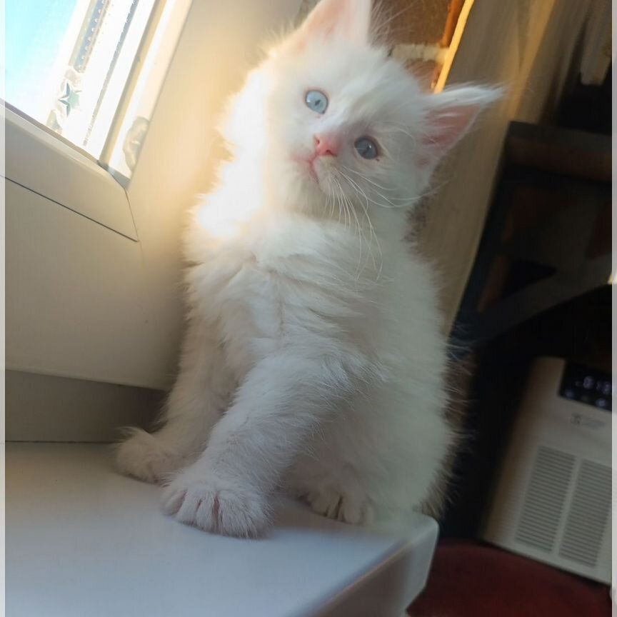 Мейн-кун котёнок