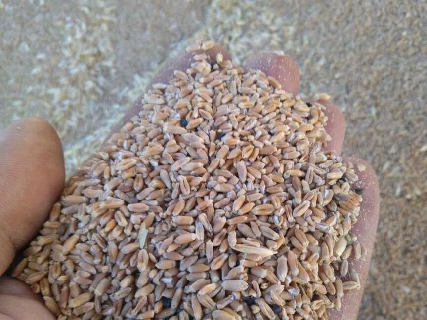 Семечко, Ячмень яровой корма