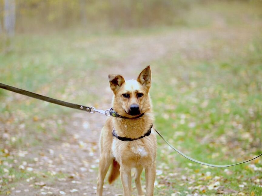Собака в добрые руки