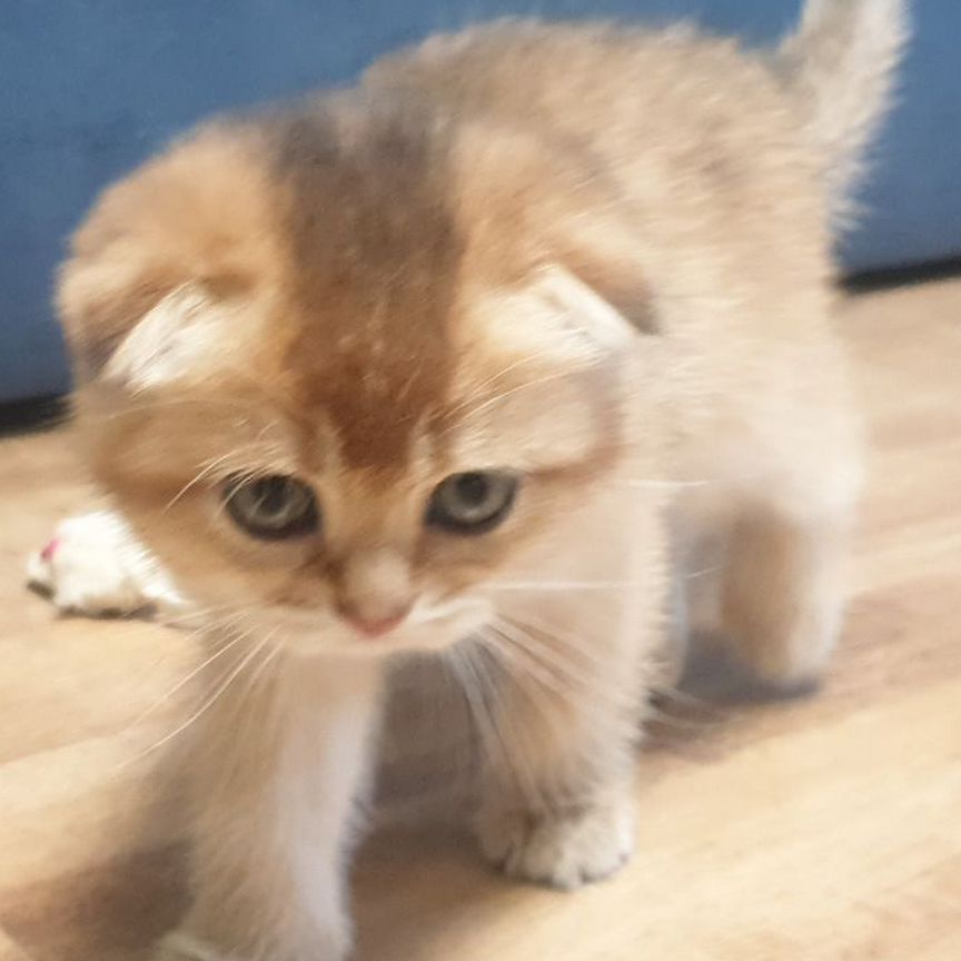 Шотландские вислоухие котята