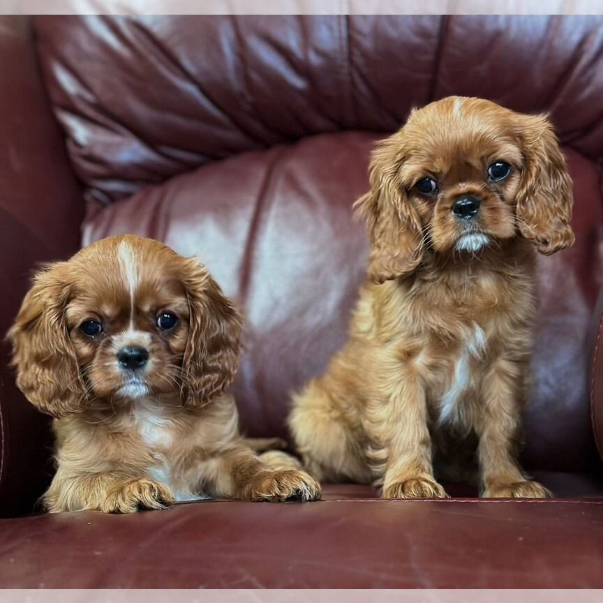 Кавалер кинг-чарльз-спаниель, щенок